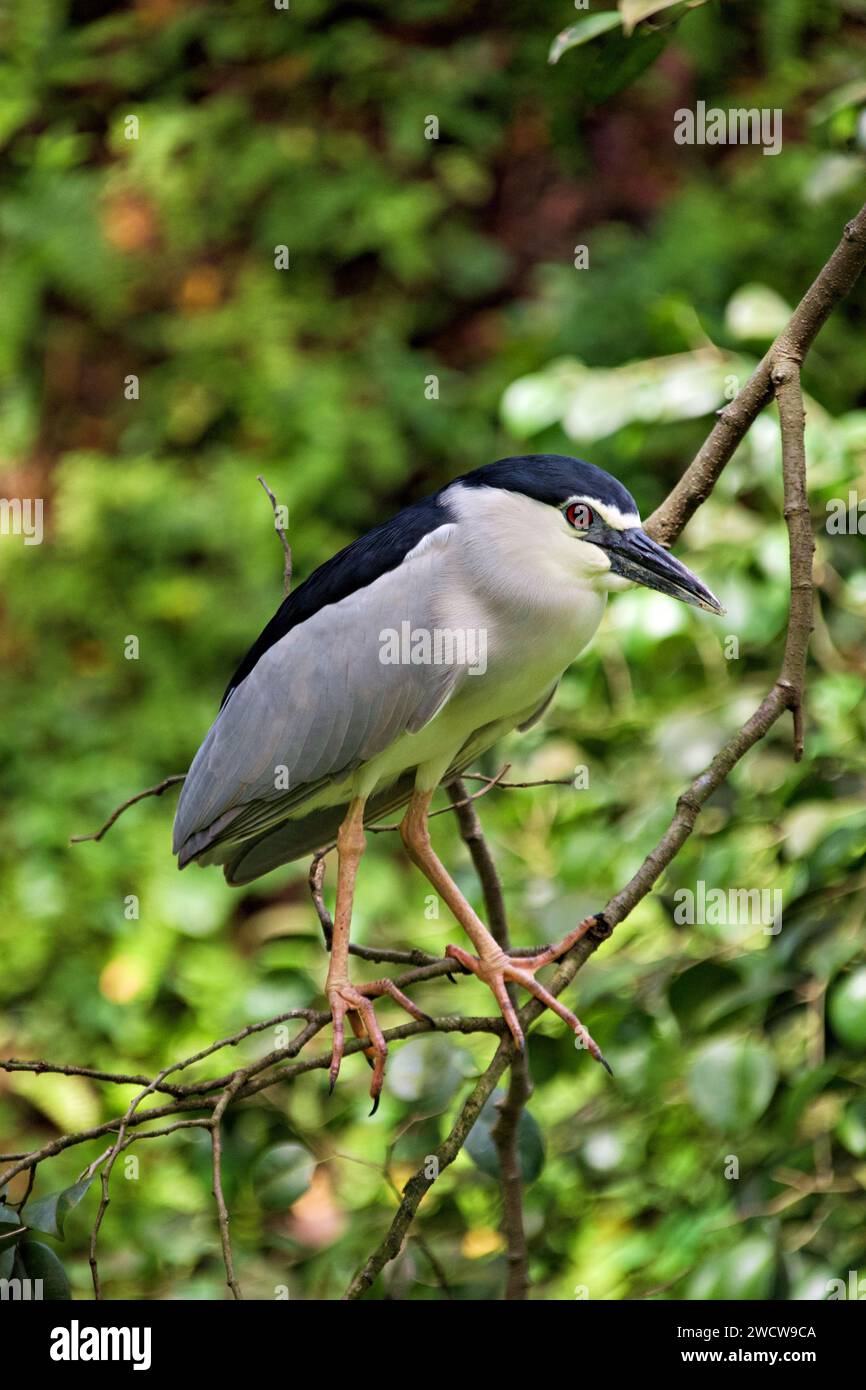 The striated heron is also known as mangrove heron Stock Photo - Alamy