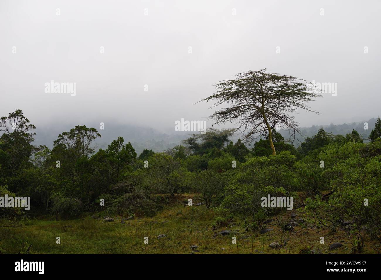 mountain forest in eastern africa Stock Photo - Alamy