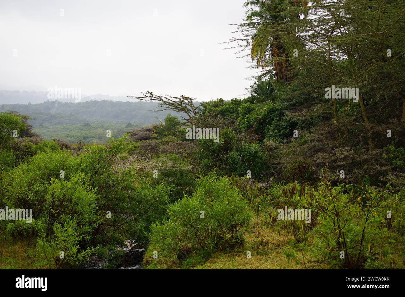 african landscape, mountain forest Stock Photo - Alamy
