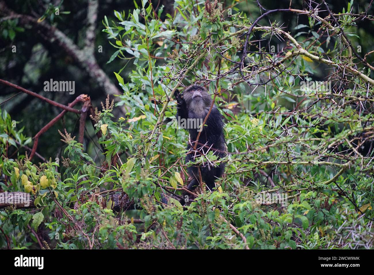 Kenya wildlife desert monkey hi-res stock photography and images - Alamy