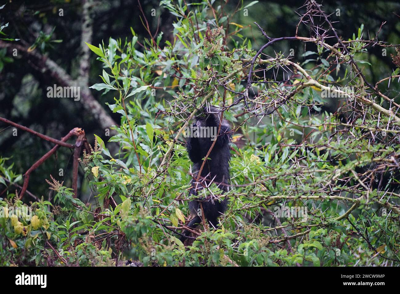 Kenya wildlife desert monkey hi-res stock photography and images - Alamy