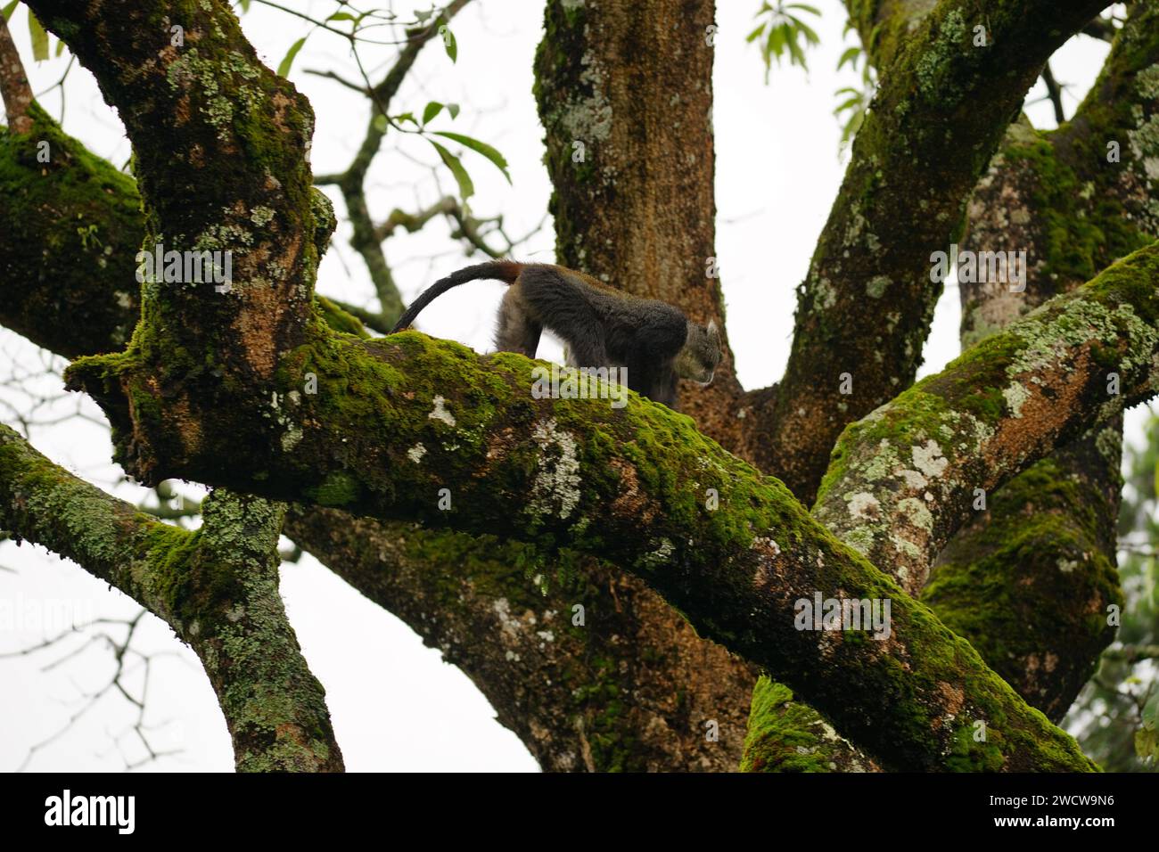 Kenya wildlife desert monkey hi-res stock photography and images - Alamy