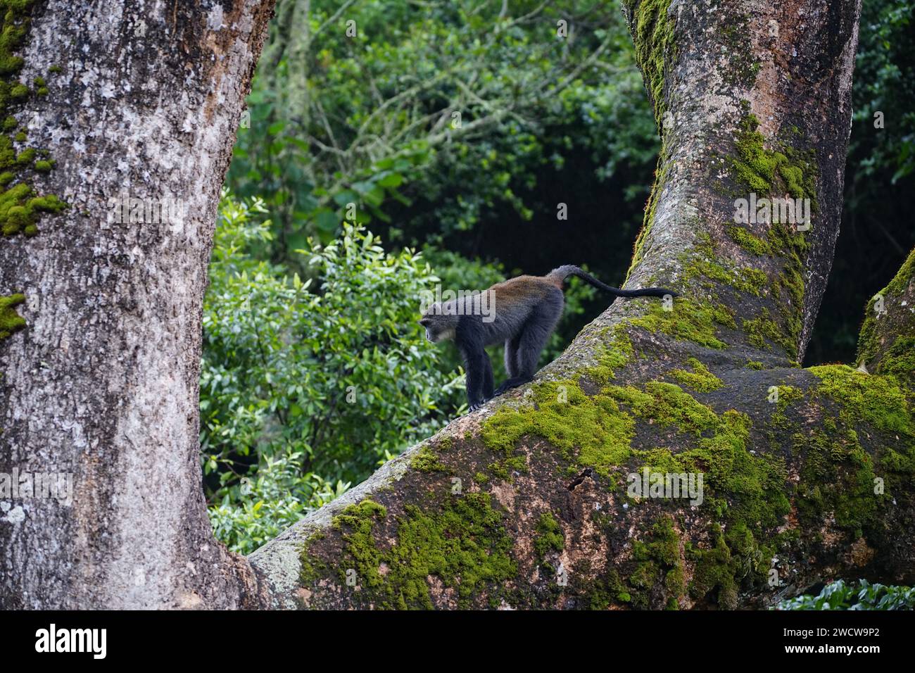 Kenya wildlife desert monkey hi-res stock photography and images - Alamy