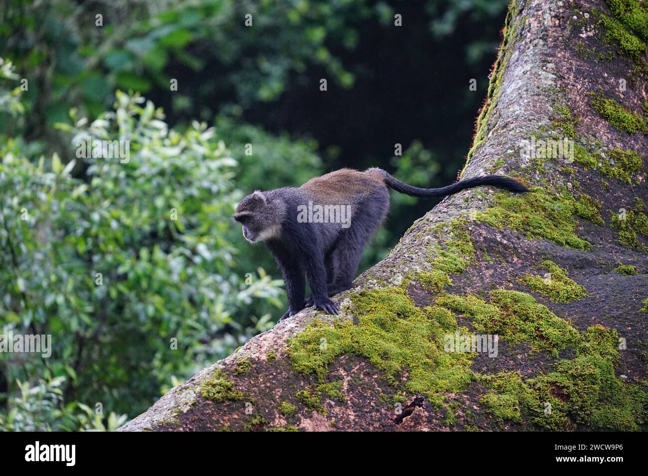 Kenya wildlife desert monkey hi-res stock photography and images - Alamy