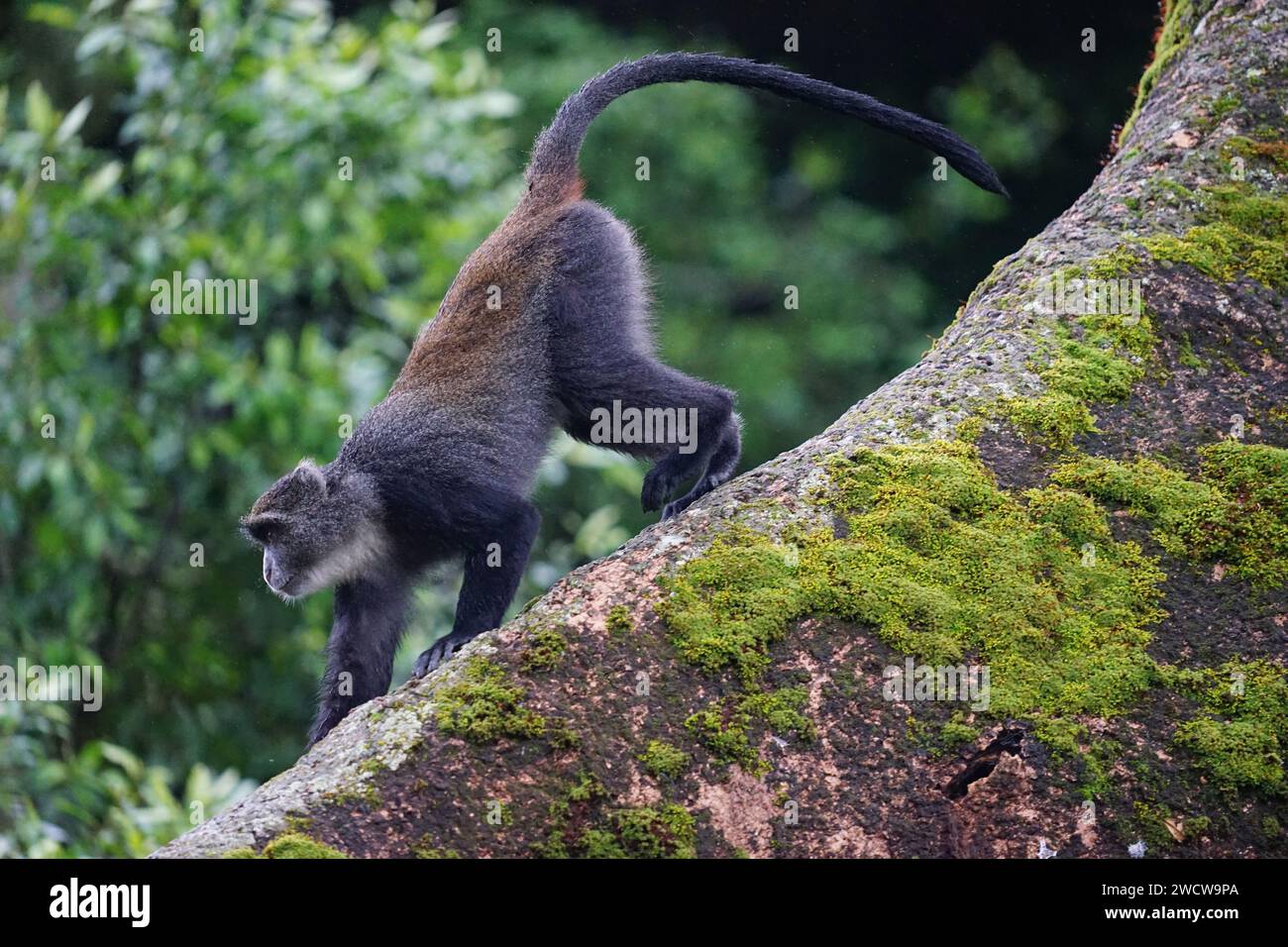 Kenya wildlife desert monkey hi-res stock photography and images - Alamy