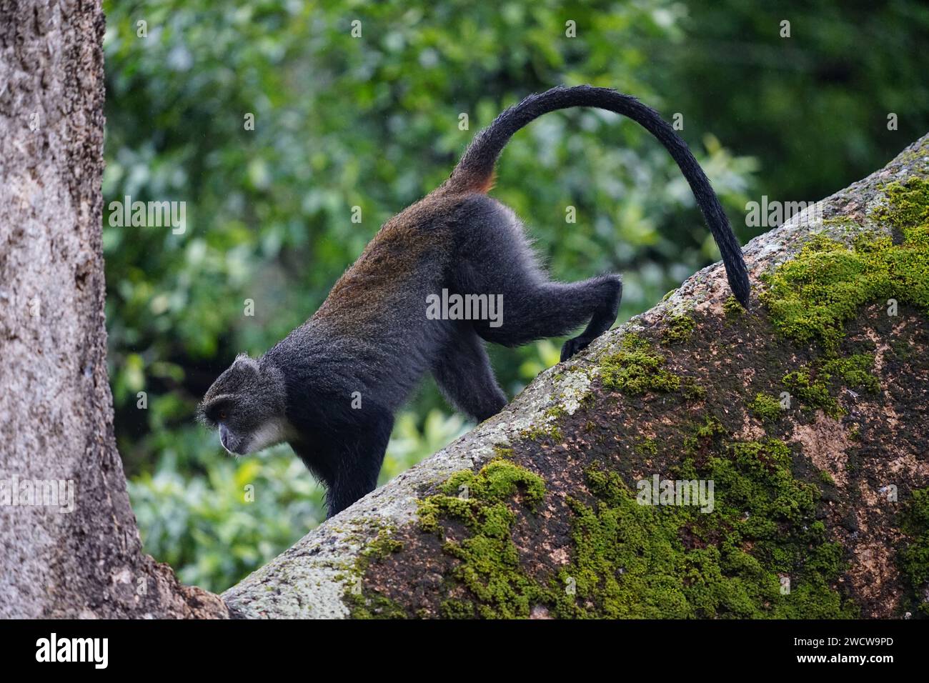 Kenya wildlife desert monkey hi-res stock photography and images - Alamy