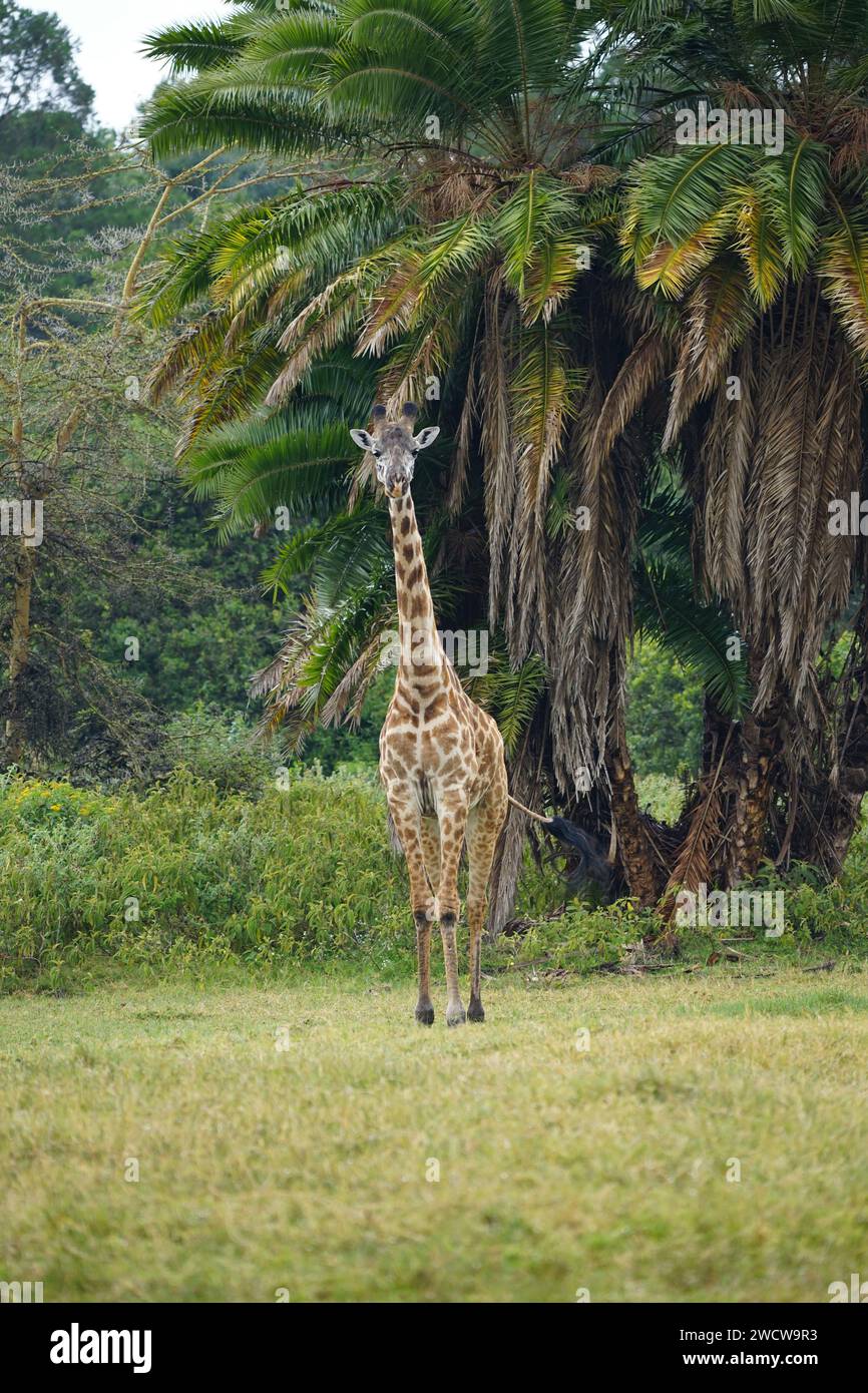 African hooves animal hi-res stock photography and images - Alamy