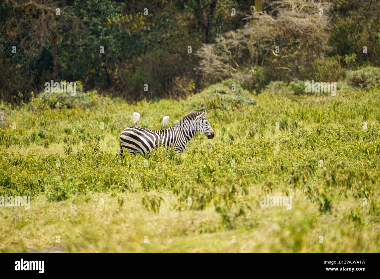 zebra in green landscape, birds on back Stock Photo - Alamy