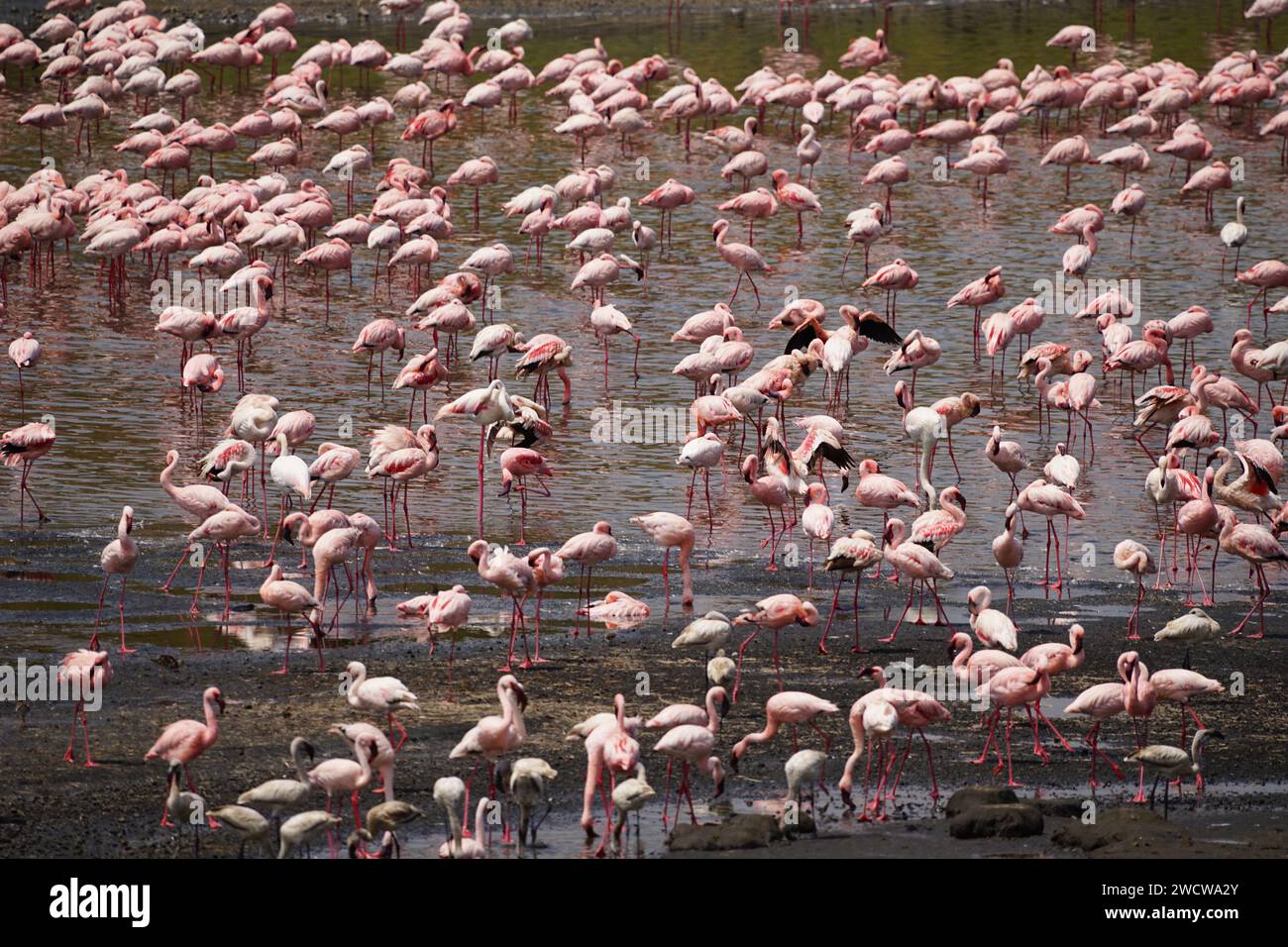 pink flamingos in lake Stock Photo - Alamy