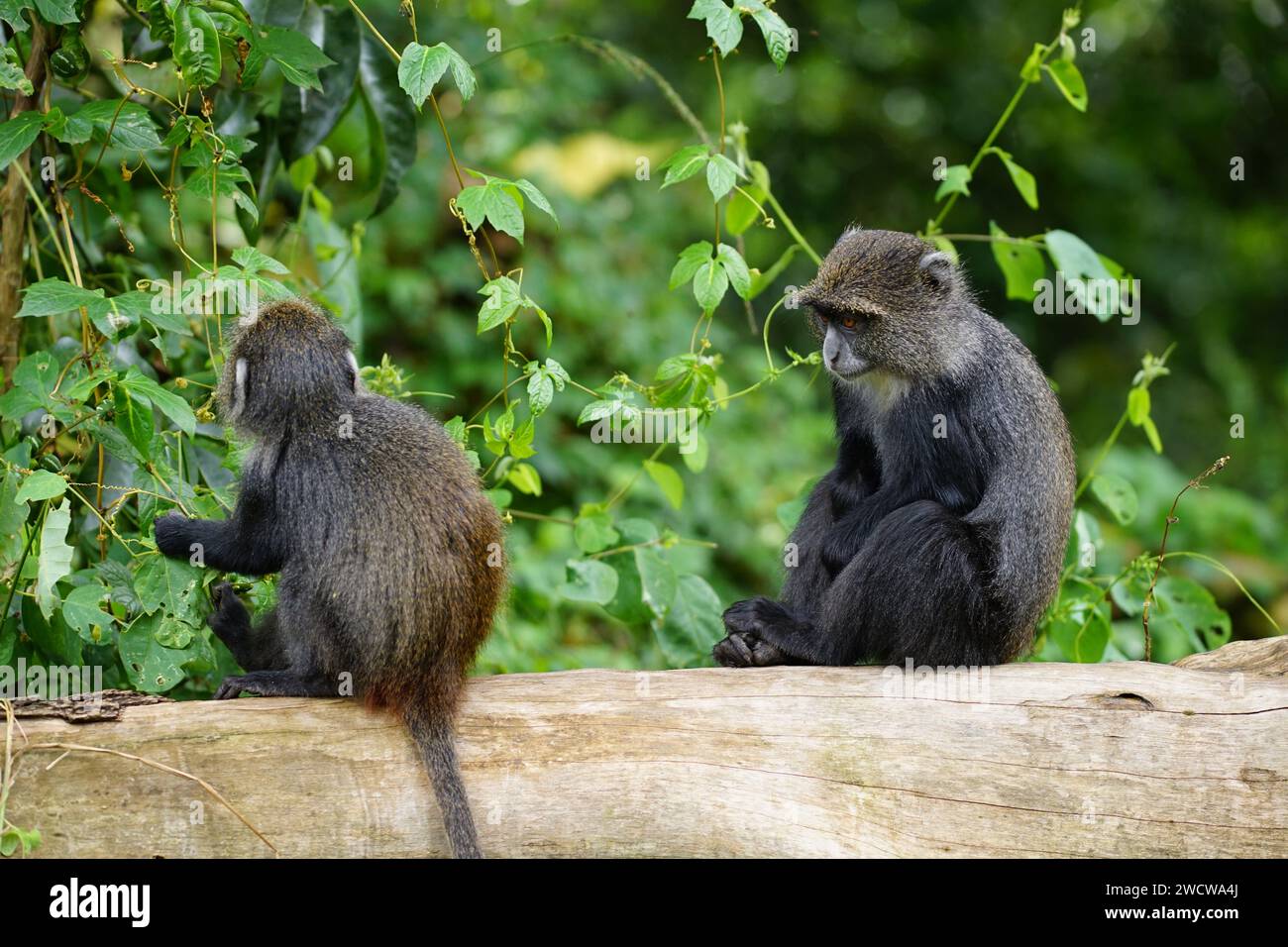 blue monkeys sitting on limb Stock Photo - Alamy