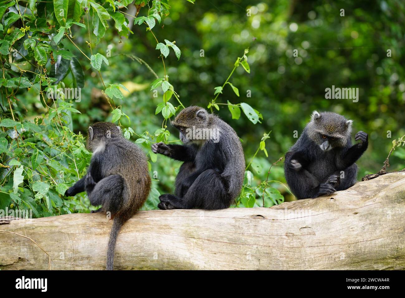 blue monkeys sitting on limb Stock Photo - Alamy