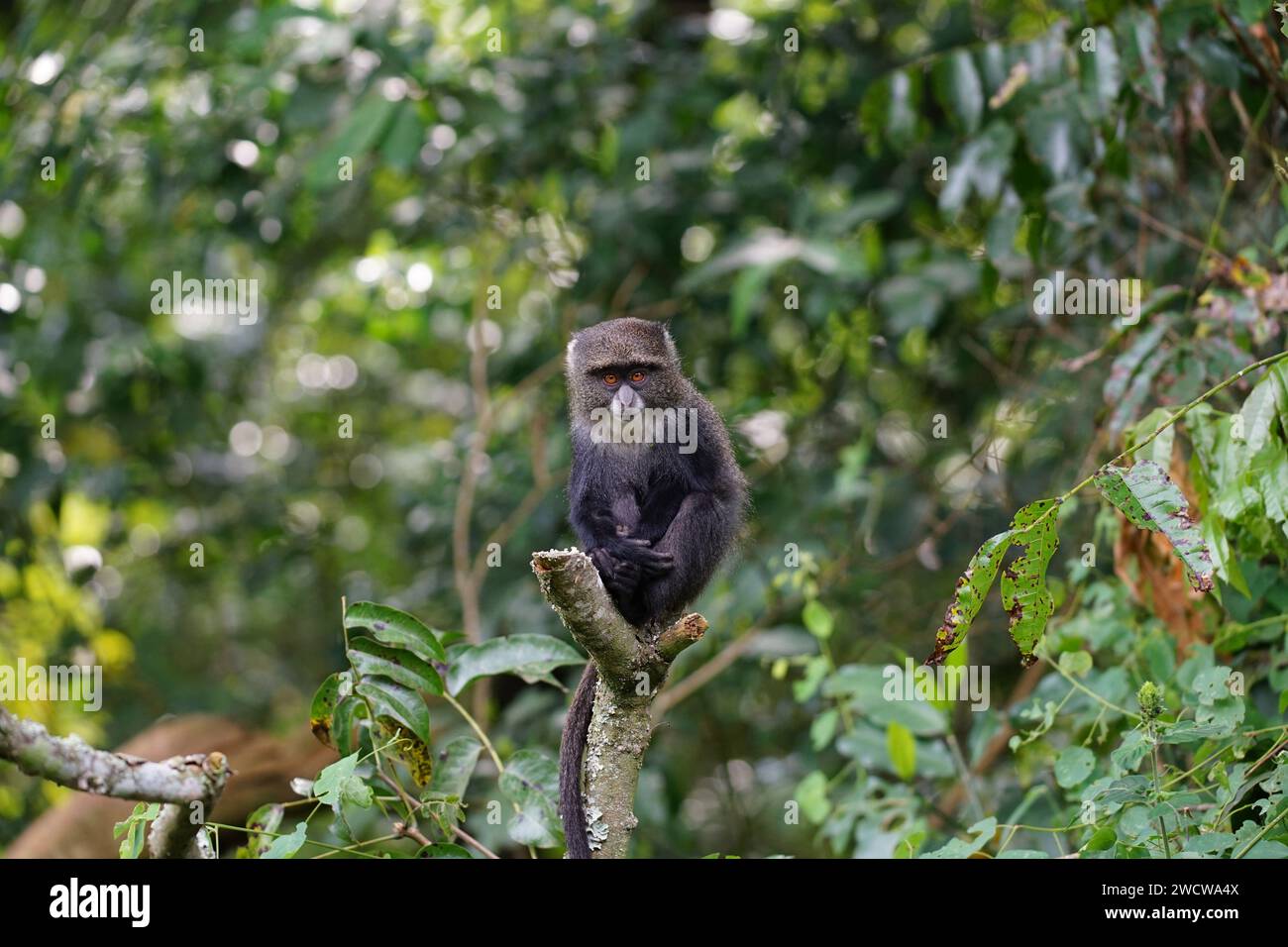 blue monkey sitting on limb Stock Photo - Alamy