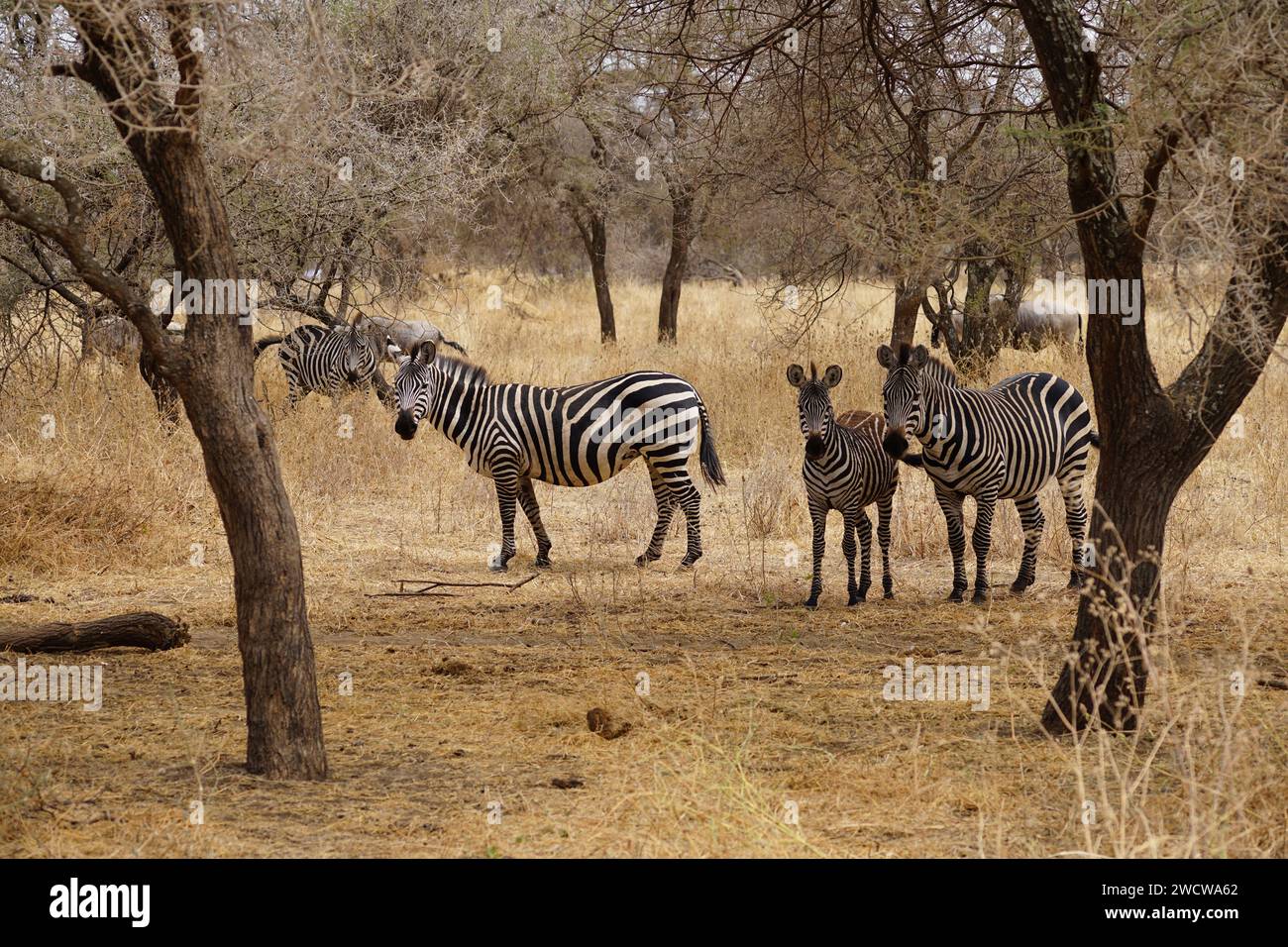 group of zebras in african savannah, acacia trees Stock Photo - Alamy