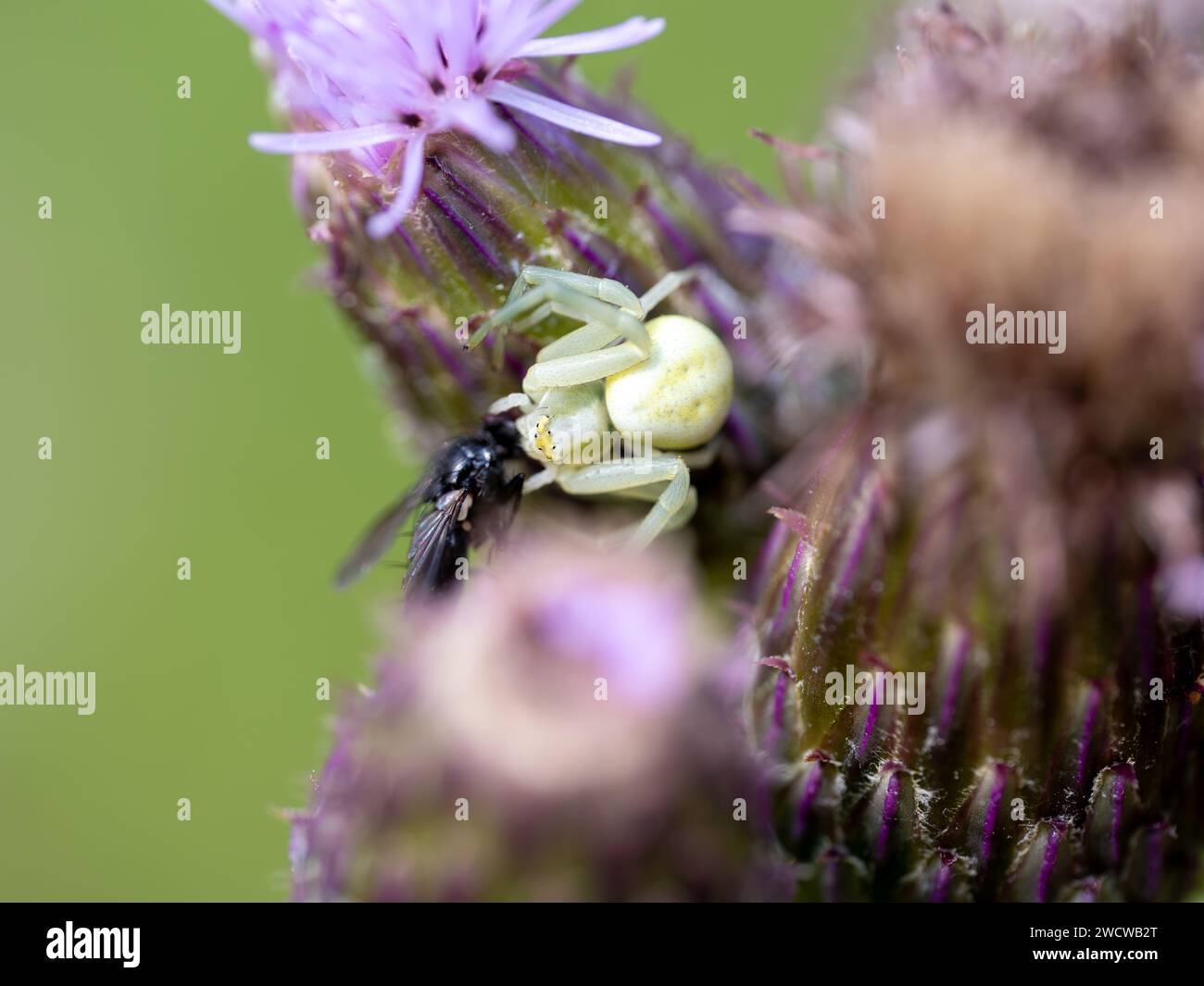 Creeping spider hi-res stock photography and images - Alamy