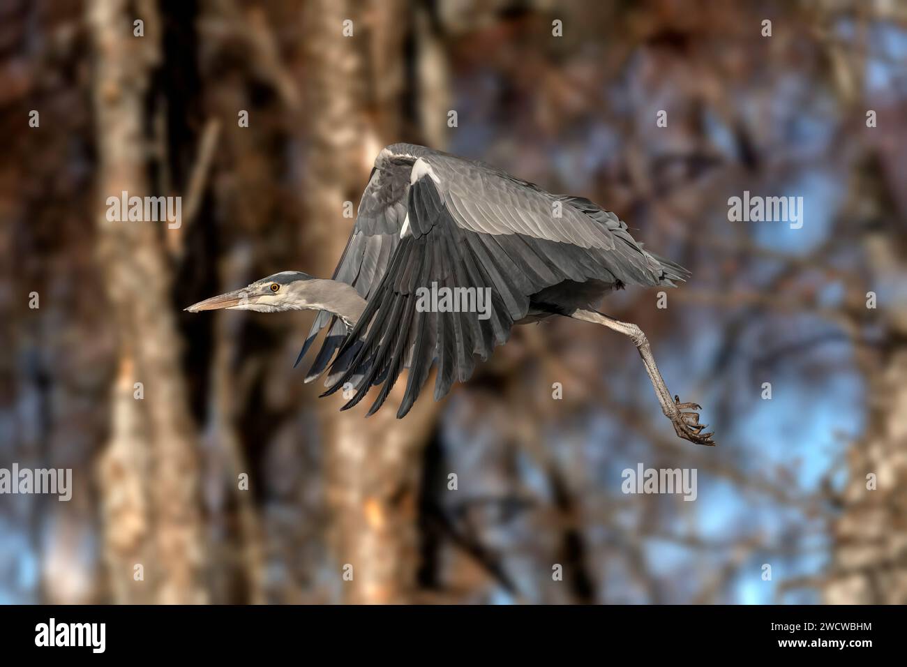 Flying from tree to tree hi-res stock photography and images - Alamy