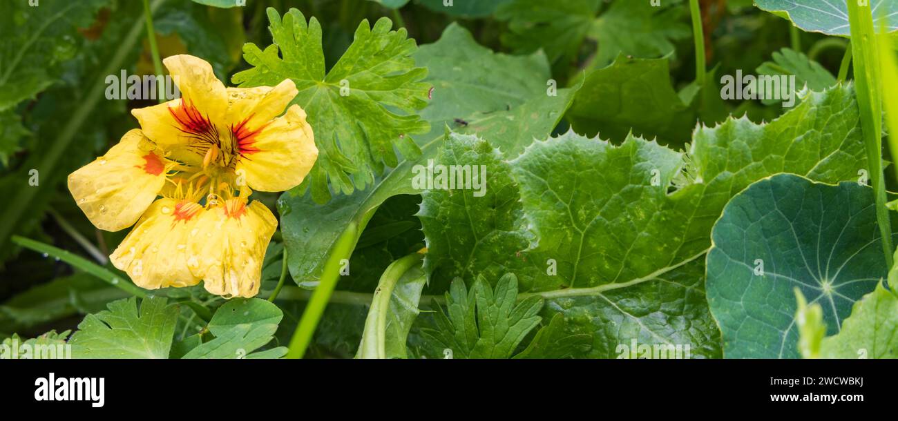 Edible yellow Nasturtium (Tropaeolum) blooming flowers in vegetable ...
