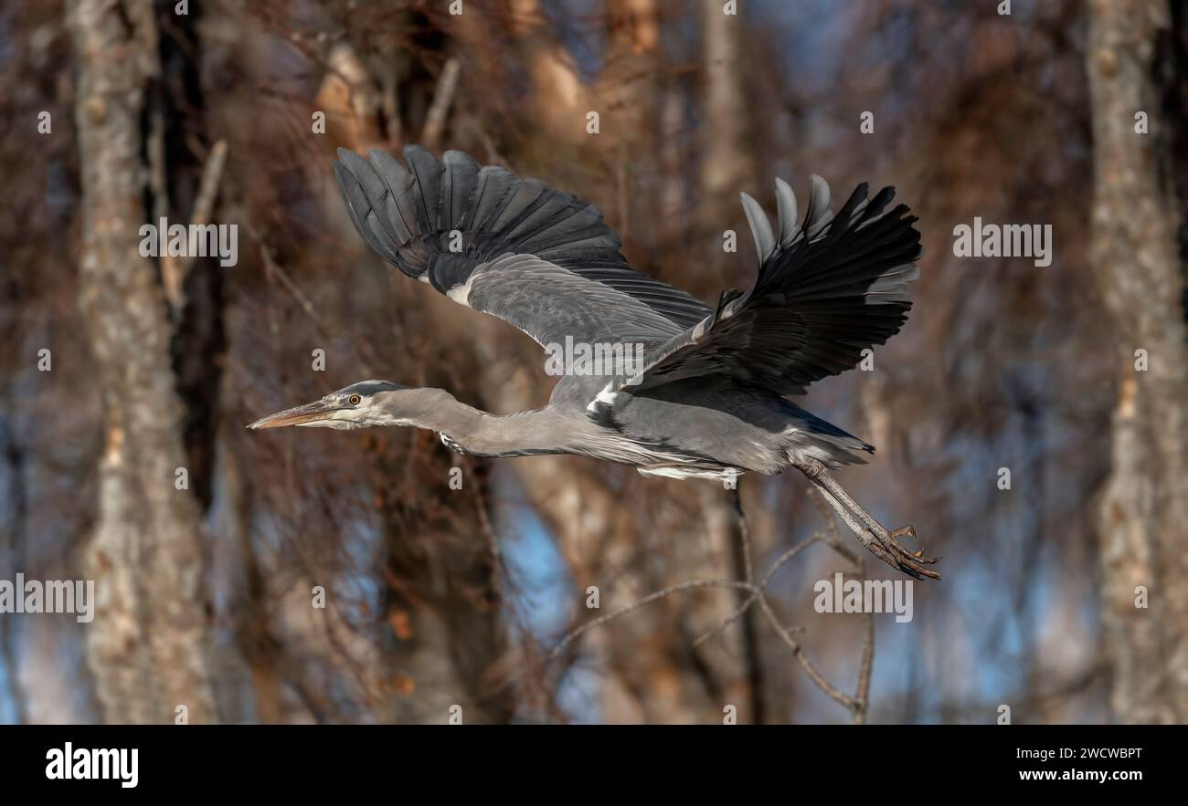 grey heron, flying from a tree, close up, in the uk in winter Stock ...