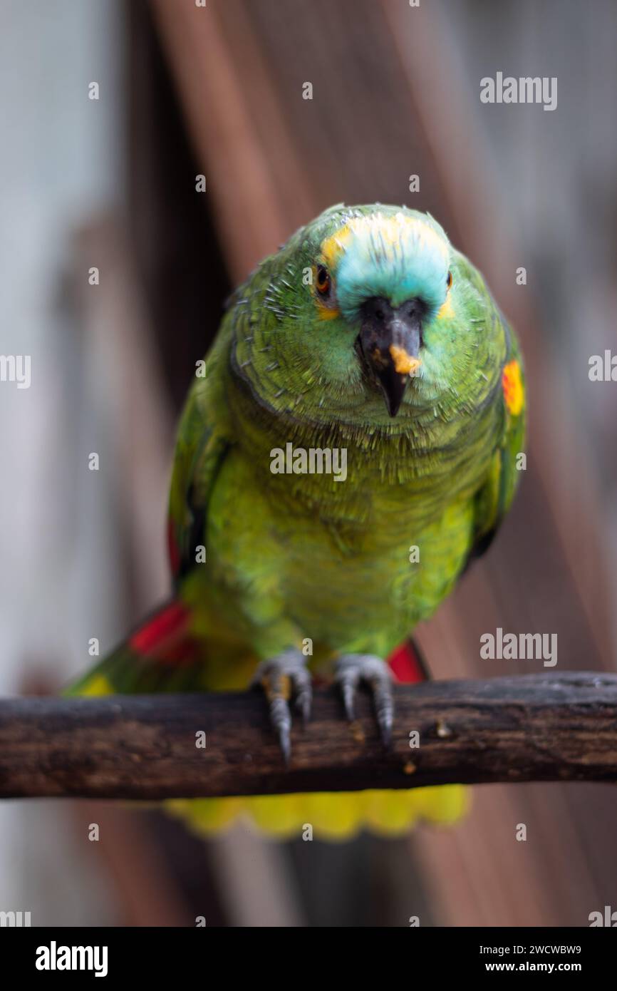 Spotted parrot hi-res stock photography and images - Alamy