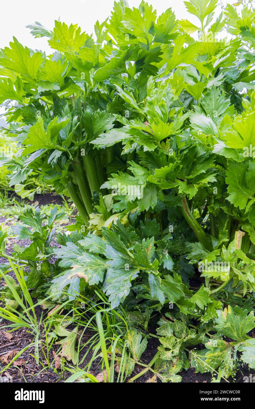 Fresh flat leaf parsley growing in vegetable garden Stock Photo - Alamy