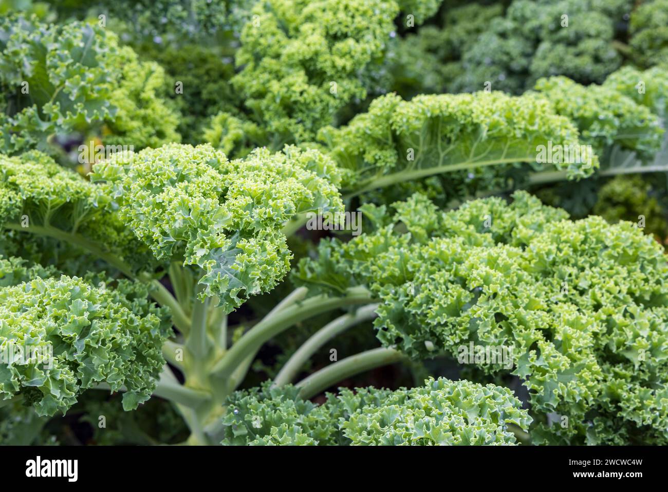 Kale urban garden hi-res stock photography and images - Alamy