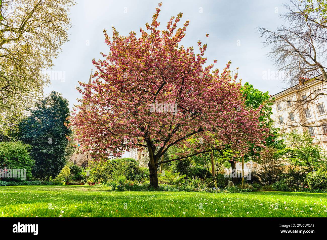Idillic cherry blossom tree in bloom, spotted in the Pimlico district ...