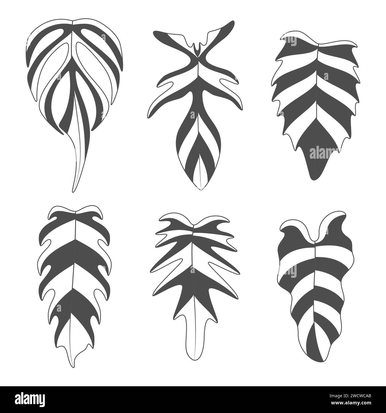 Set of black and white illustrations with monstera creeper plant leaves ...