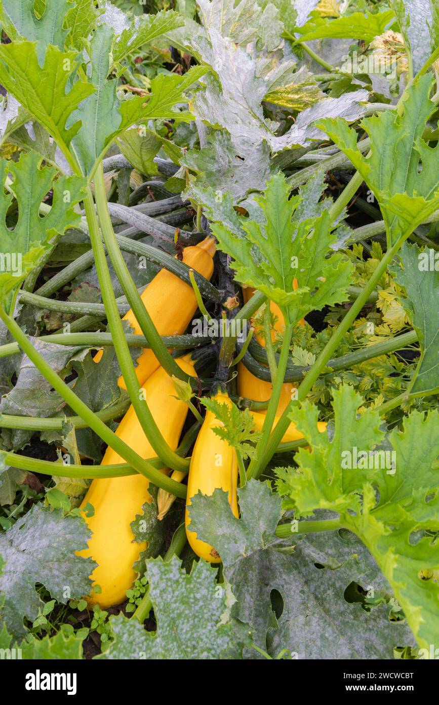 Small plants of zucchini hi-res stock photography and images - Alamy