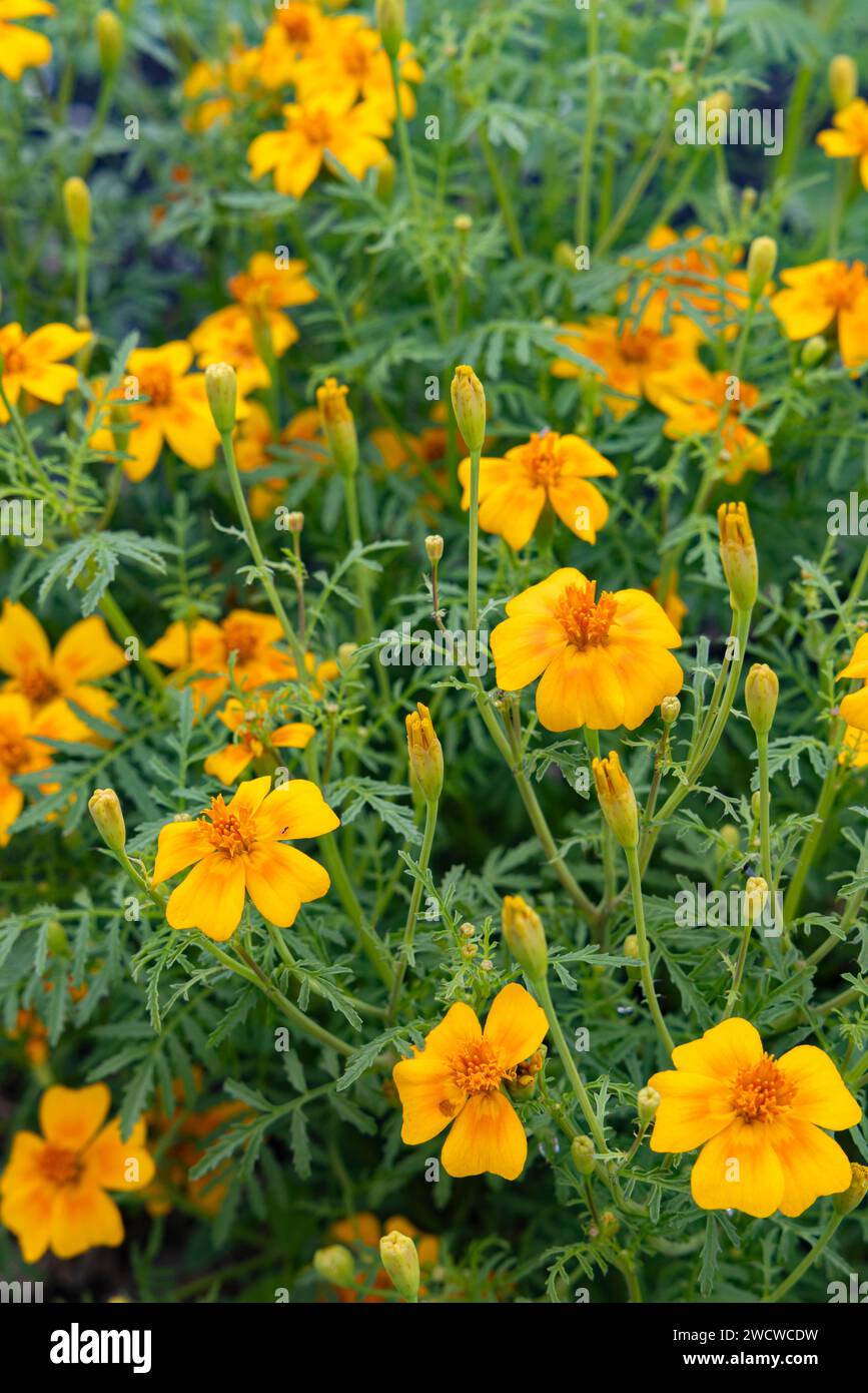 Marigolds nematodes hi-res stock photography and images - Alamy