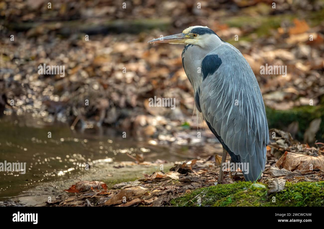 Large grey heron standing in hi-res stock photography and images - Alamy