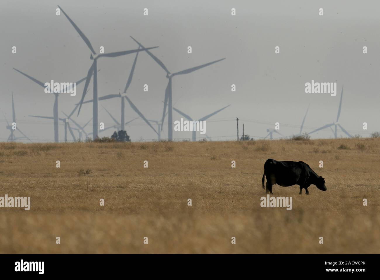 FILE - A cow grazes with wind farms in the background in rural Solano ...