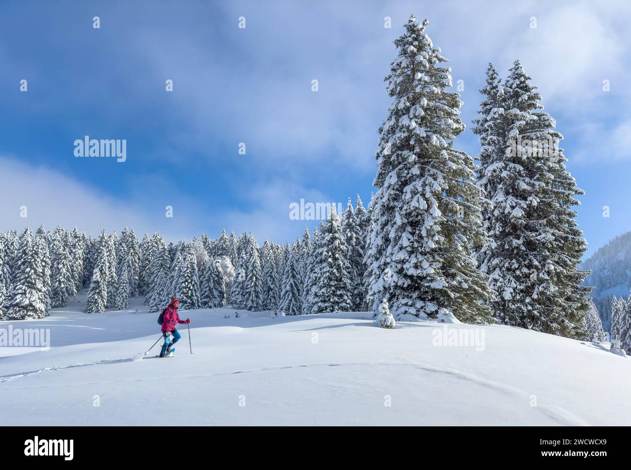 nice and active senior woman hiking with snow shoes in deep powder snow ...