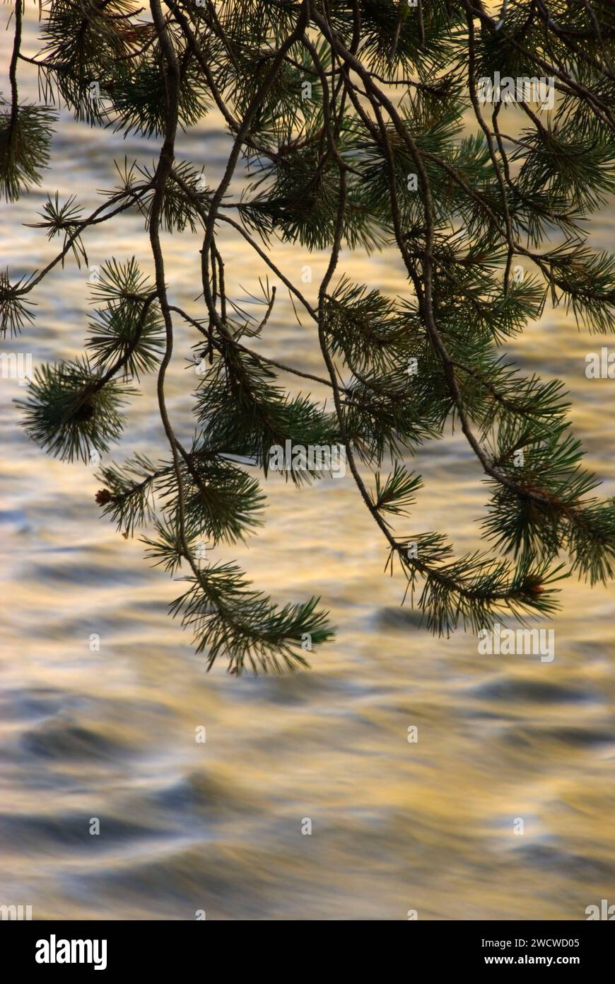 Truckee River along Truckee River Bike Trail, Lake Tahoe Basin National ...