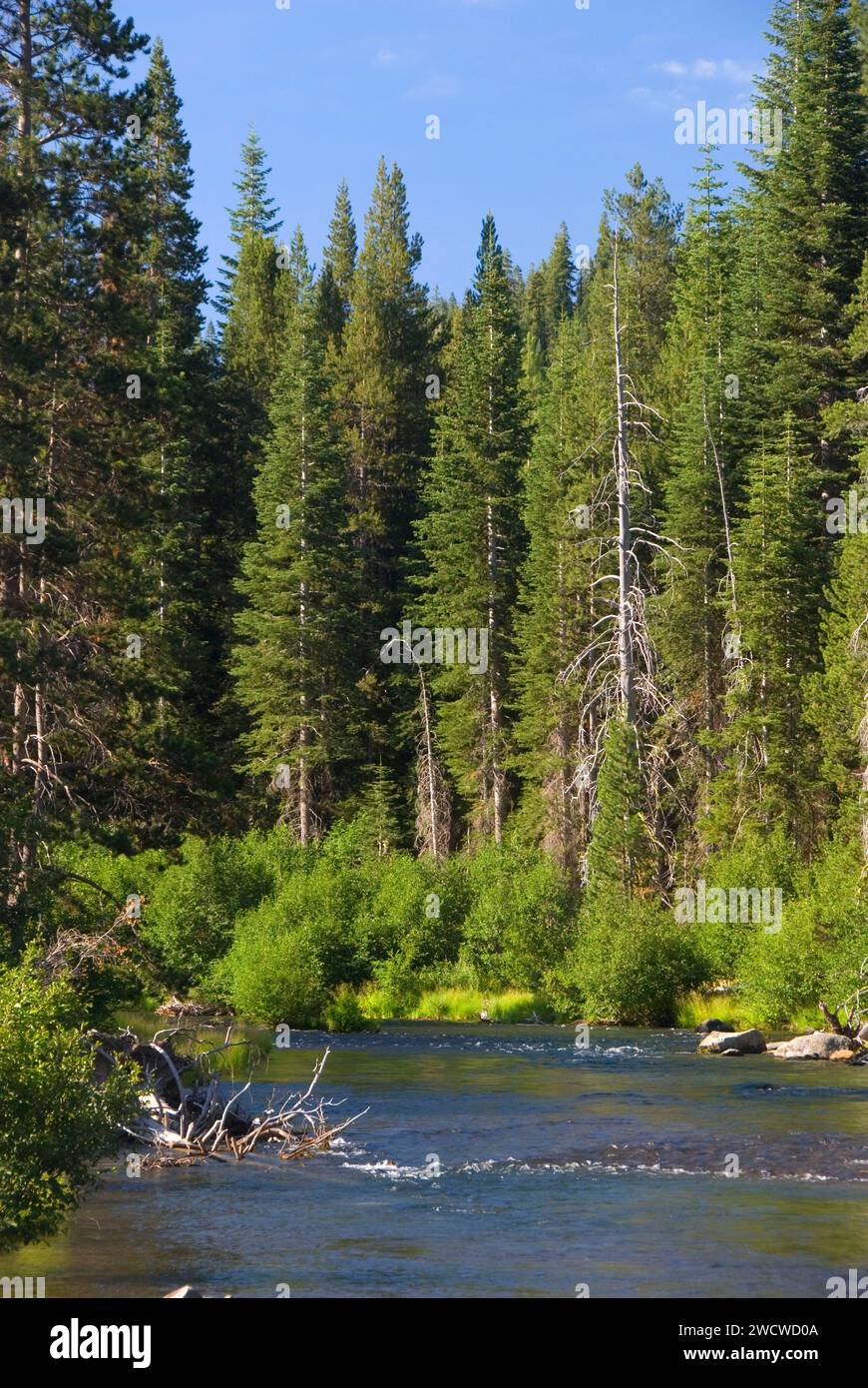 Truckee River along Truckee River Bike Trail, Lake Tahoe Basin National Forest, California Stock ...