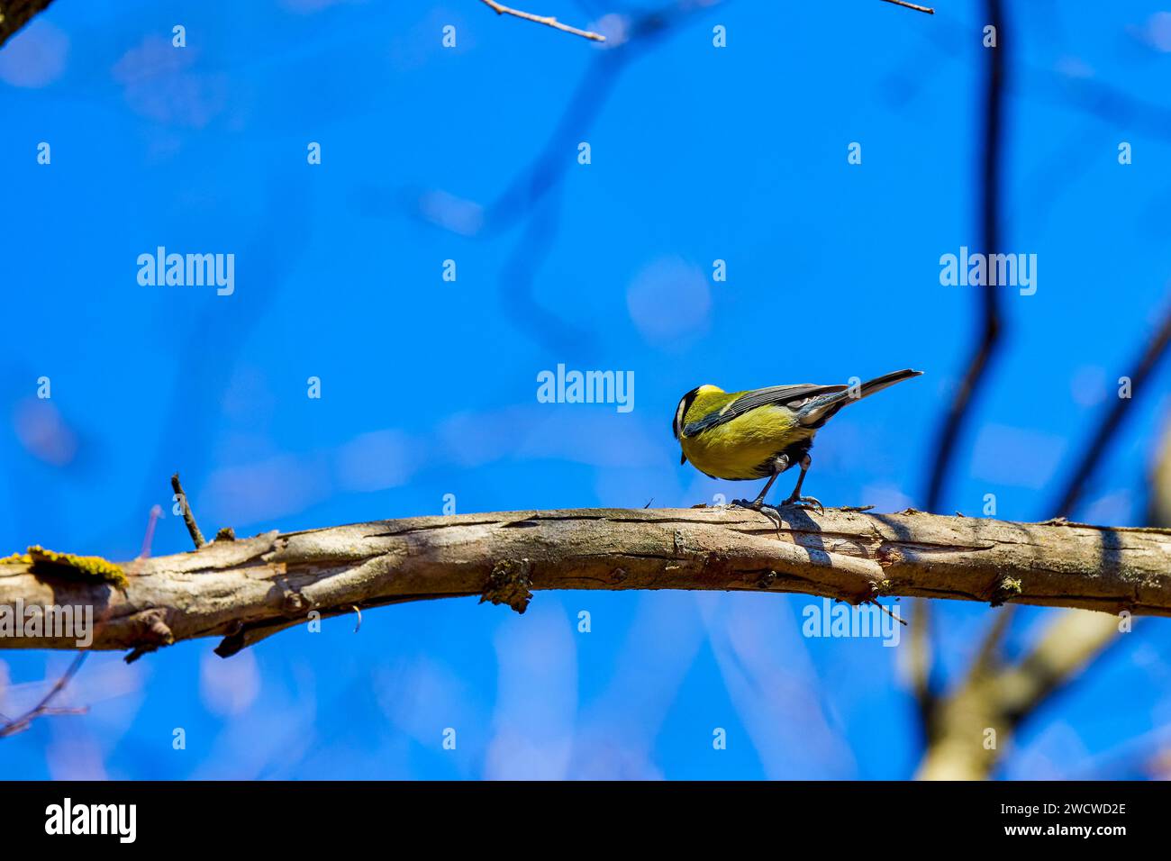 (Paridae), are a family of passerine insectivorous arboreal birds ...