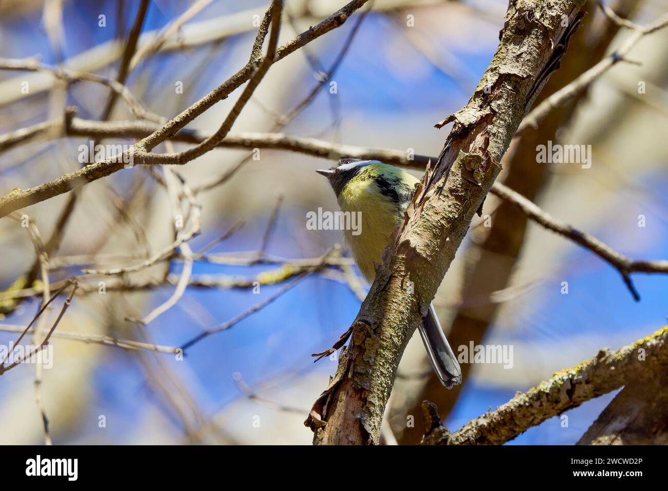 (Paridae), are a family of passerine insectivorous arboreal birds ...