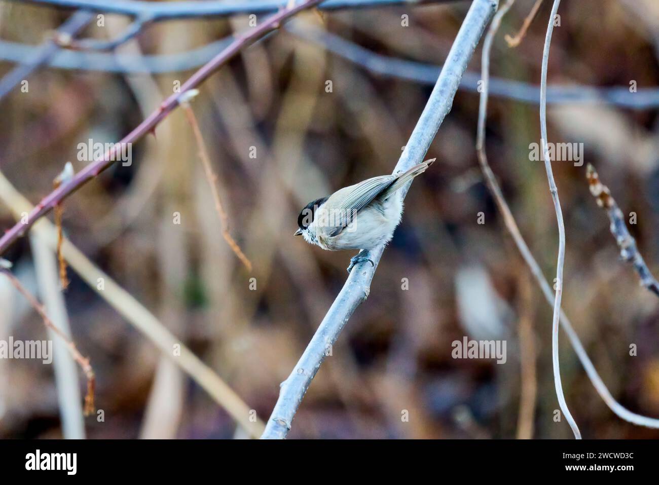 (Paridae), are a family of passerine insectivorous arboreal birds ...