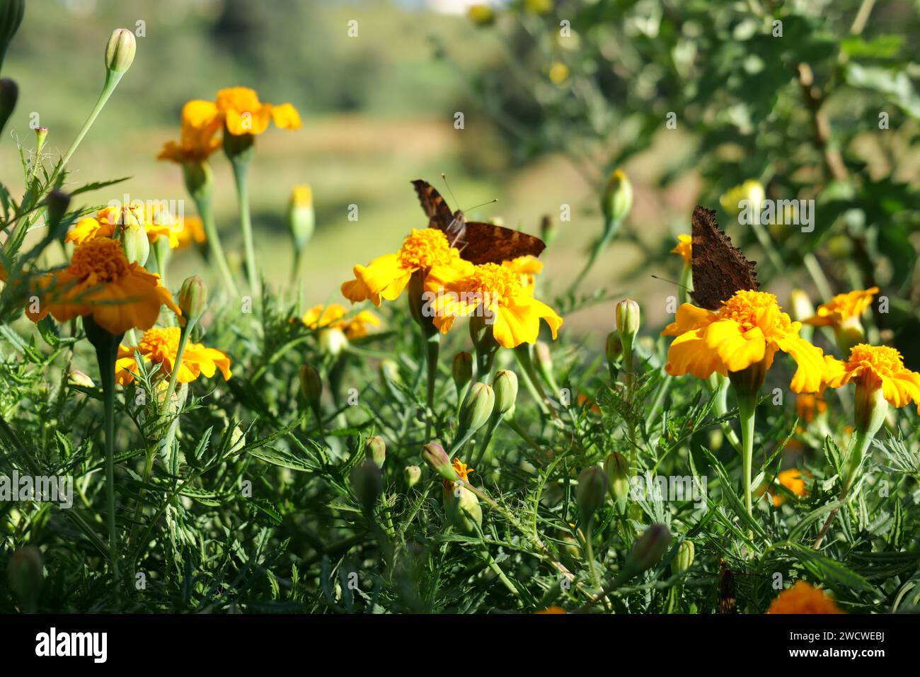 Wood butterflies hi-res stock photography and images - Alamy
