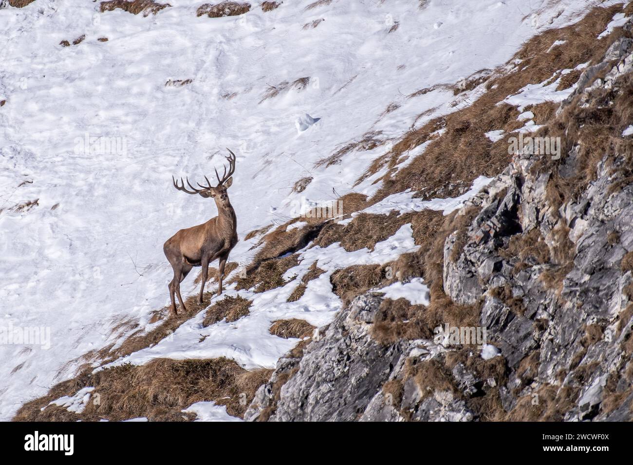 Landascape with animal hi-res stock photography and images - Alamy
