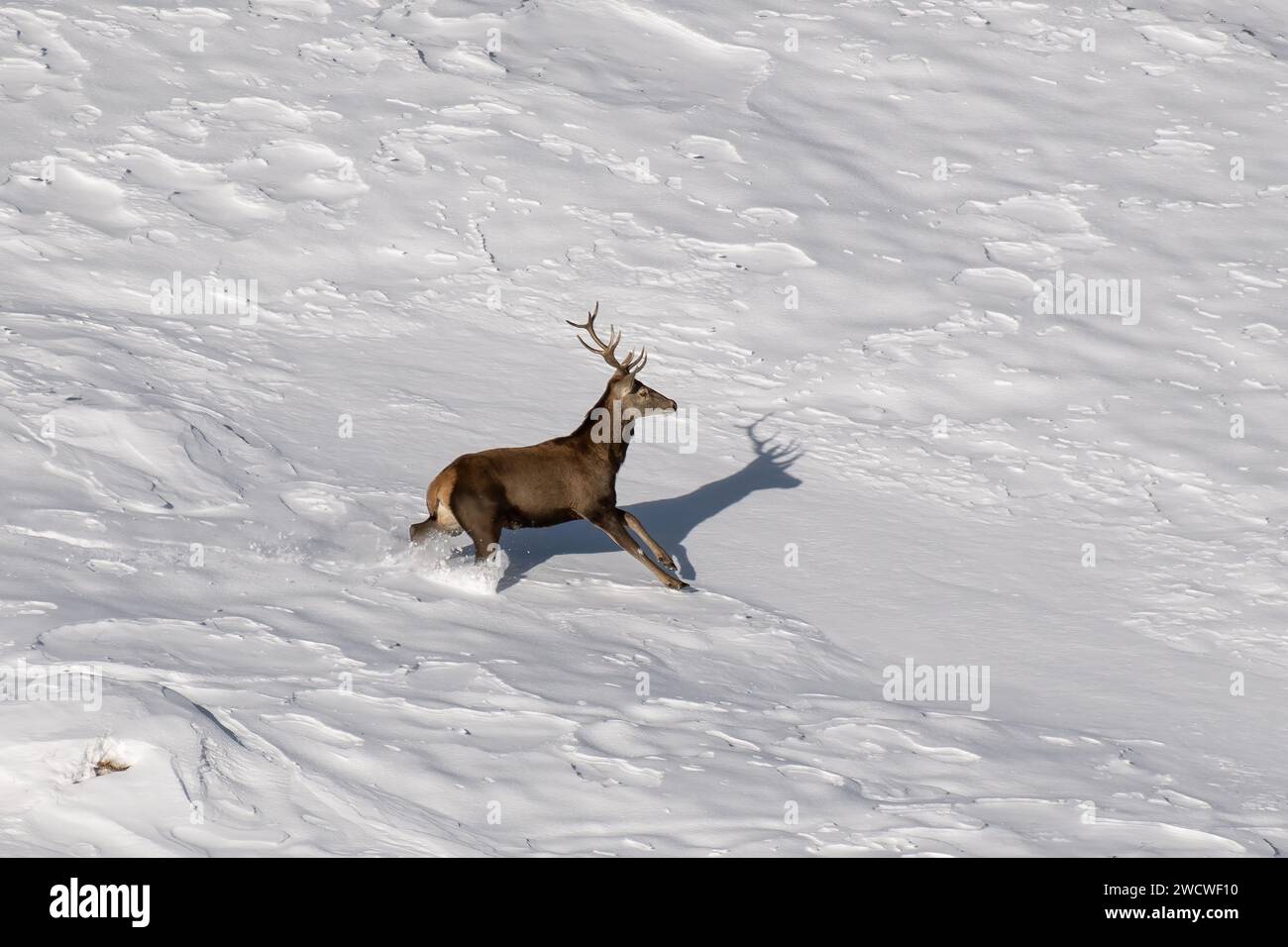 Alps deers hi-res stock photography and images - Alamy