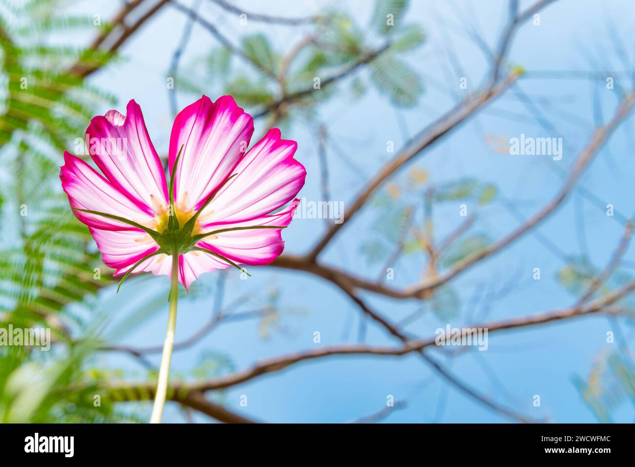 Galsang flower hi-res stock photography and images - Alamy