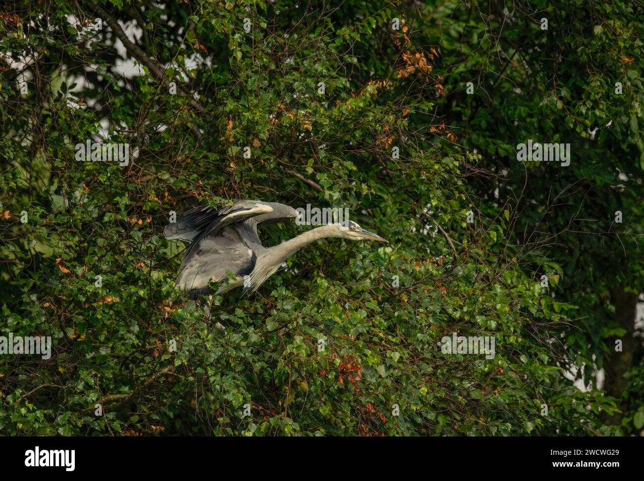 Flying from tree to tree hi-res stock photography and images - Alamy