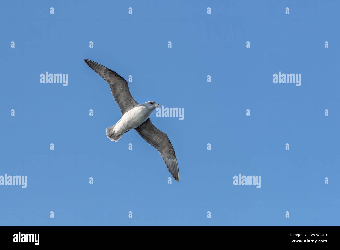 A northern fulmar, Fulmarus glacialis, in flight against a blue sky ...