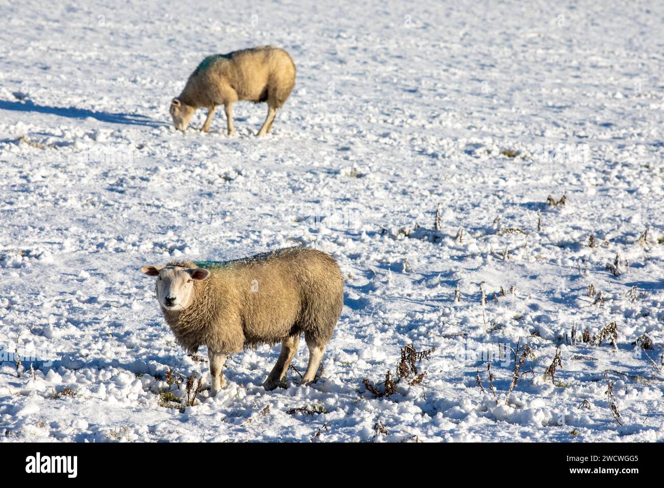 West Yorkshire, UK. 17th Jan, 2024. UK Weather. Blue skies and freezing ...