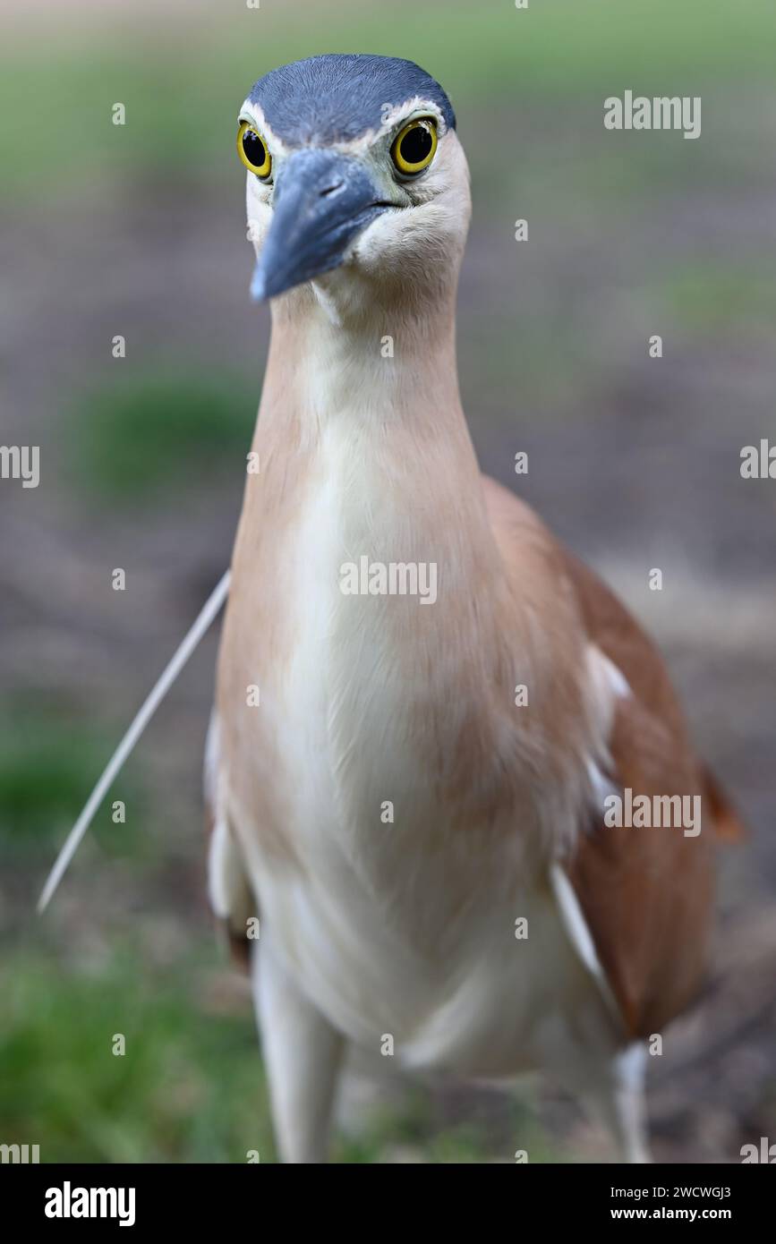 Close up of an adult nankeen night heron, seen from in front, with a ...