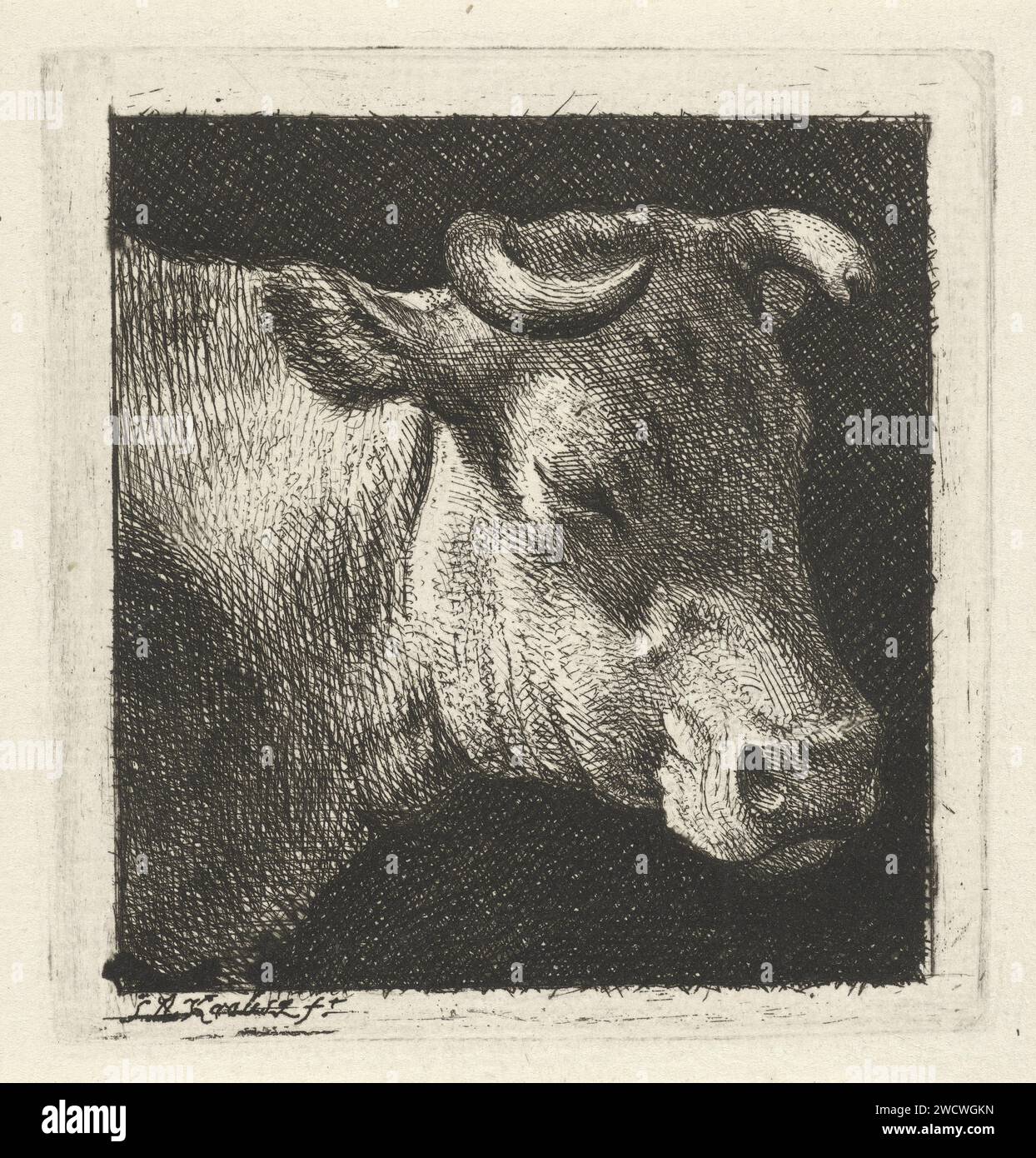 Cow head to the right, Simon Andreas Krausz, 1770 - 1825 print The ...