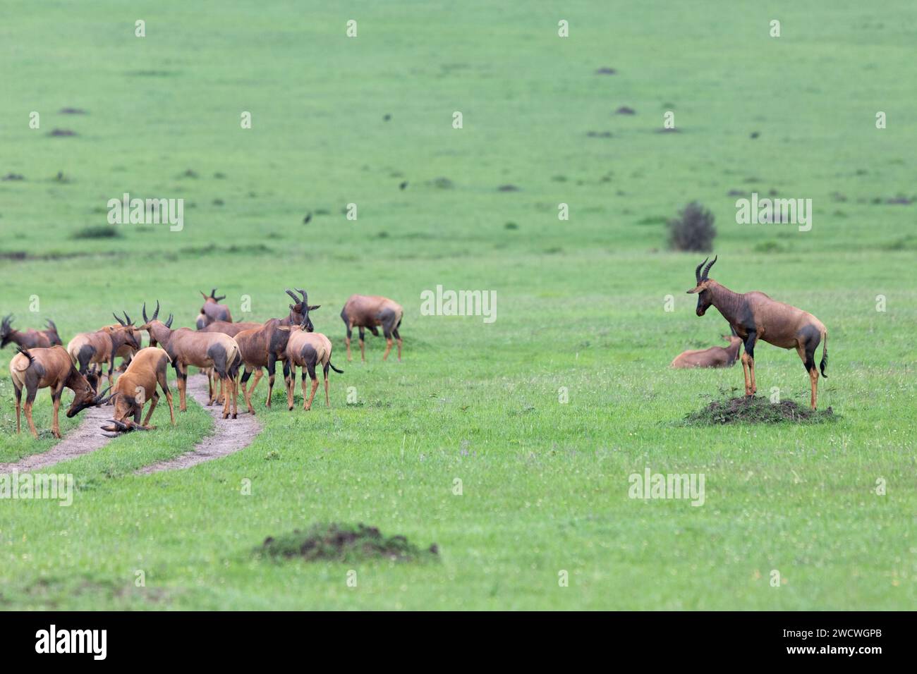 Topi antelope on the lookout, Masai Mara National Park, Kenya Stock ...