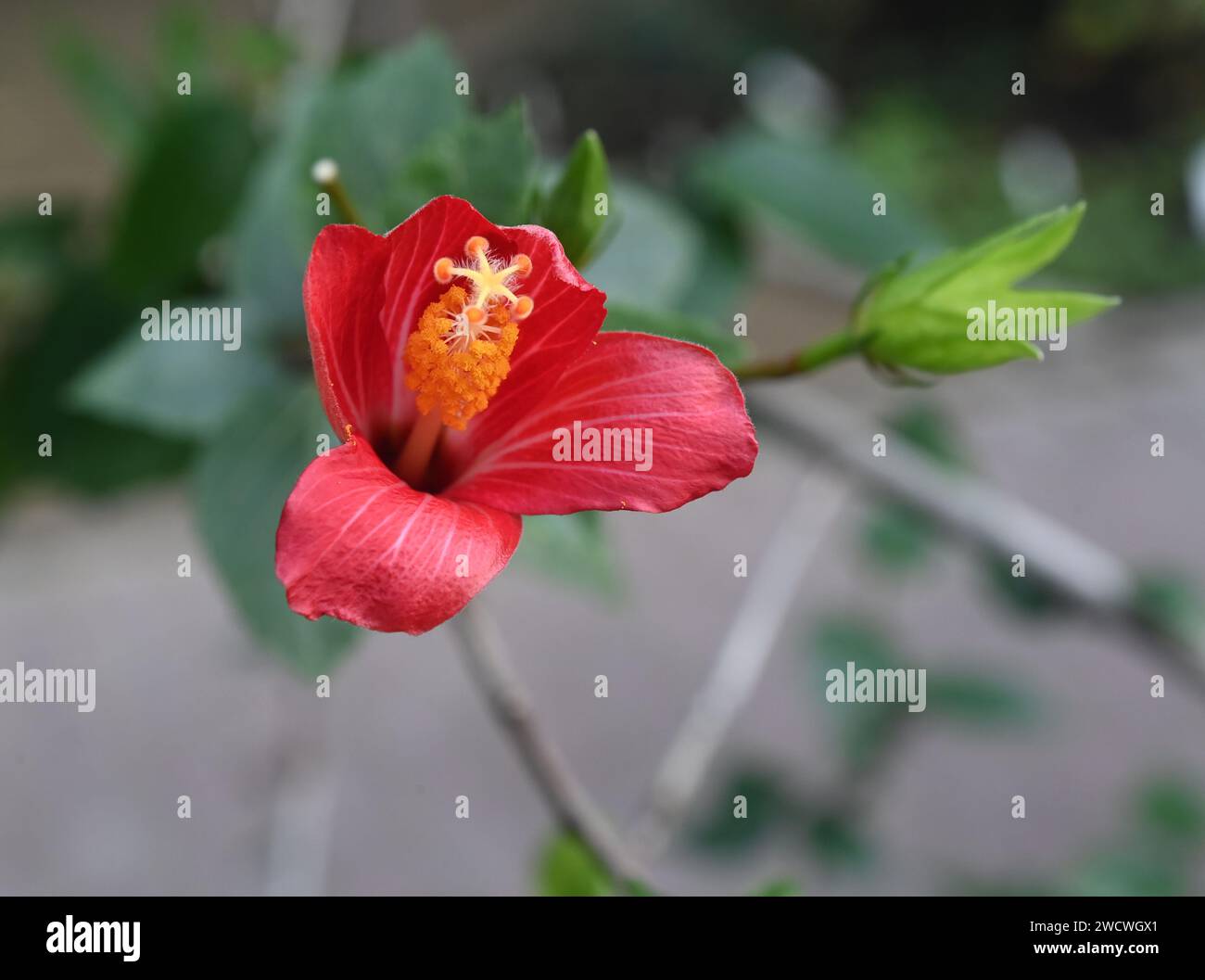 Olomouc, Czech Republic. 17th Jan, 2024. A very rare species of ...