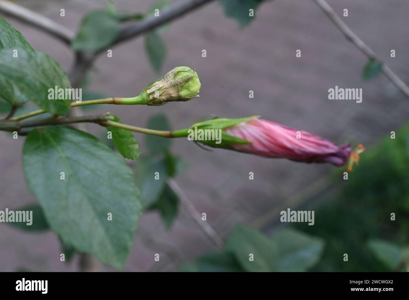 Olomouc, Czech Republic. 17th Jan, 2024. A very rare species of ...