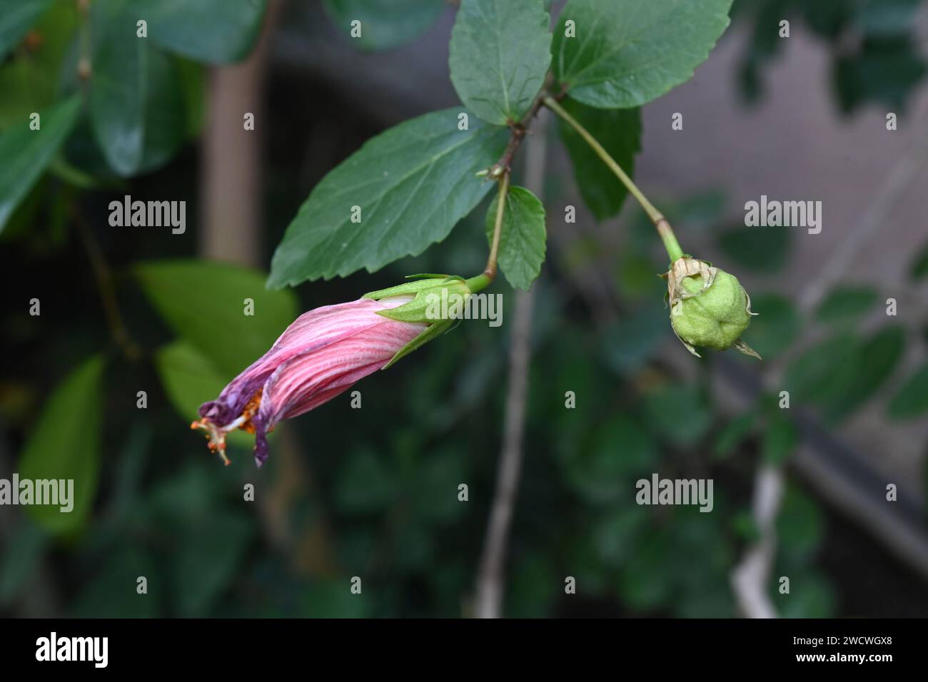 Olomouc, Czech Republic. 17th Jan, 2024. A very rare species of ...