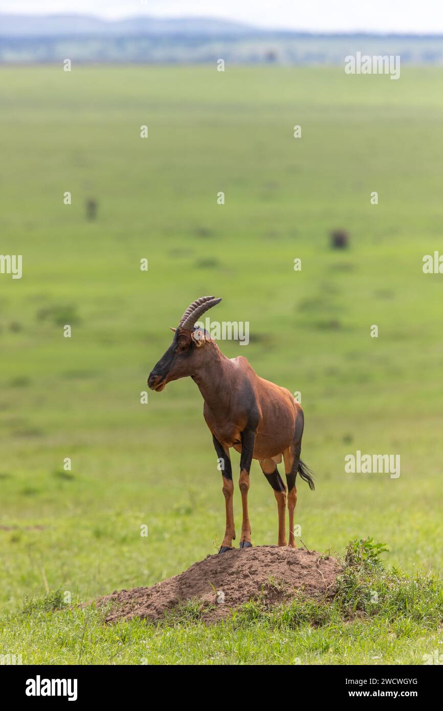 Topi on the mount hi-res stock photography and images - Alamy